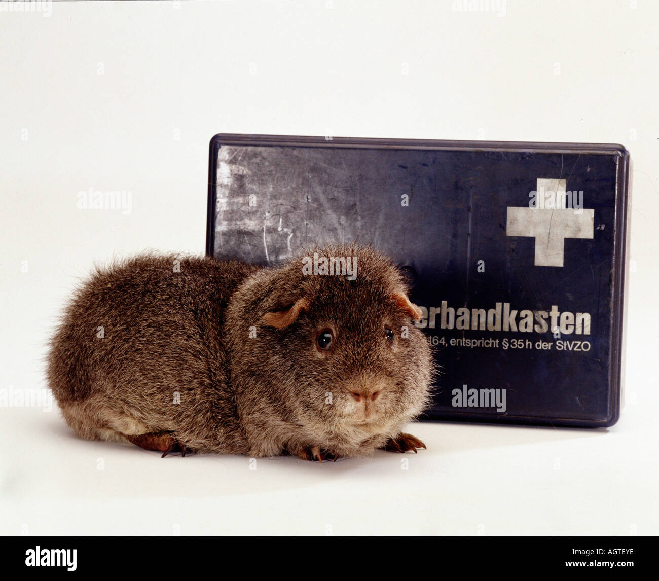 Rex pig hi-res stock photography and images - Alamy