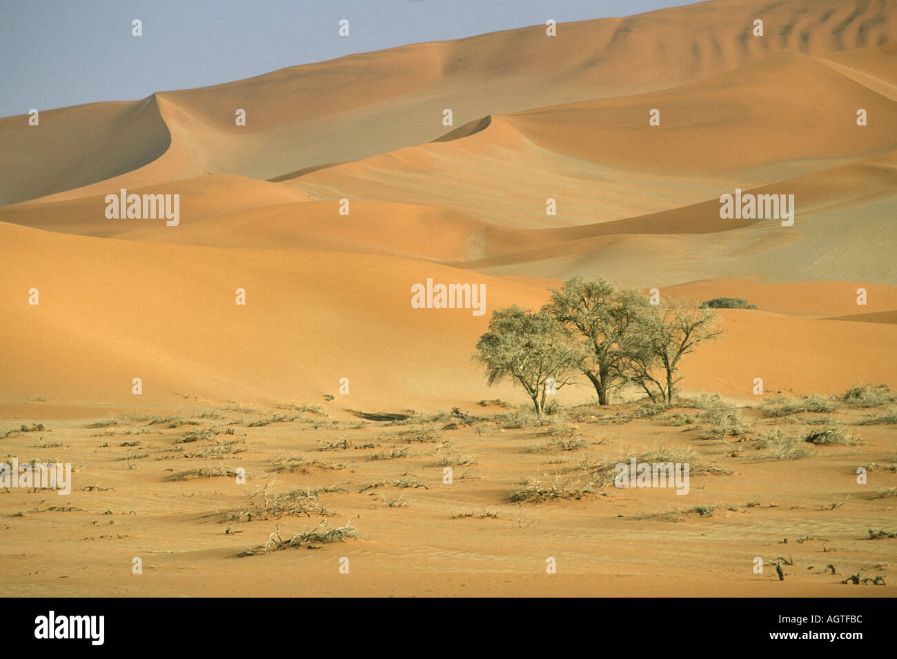 Tree in the Namib desert Sossusvlei Namibia Africa Stock Photo - Alamy