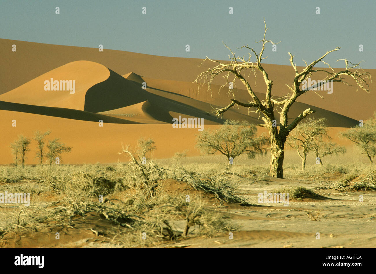 Tree in the Namib desert Sossusvlei Namibia Africa Stock Photo - Alamy