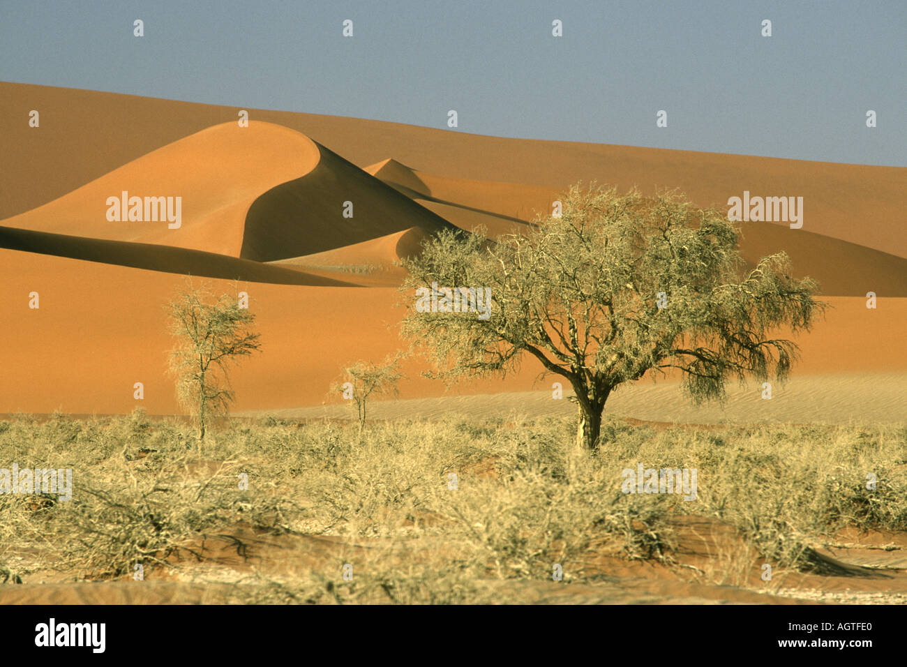 Trees in the Namib desert Sossusvlei Namibia Africa Stock Photo - Alamy