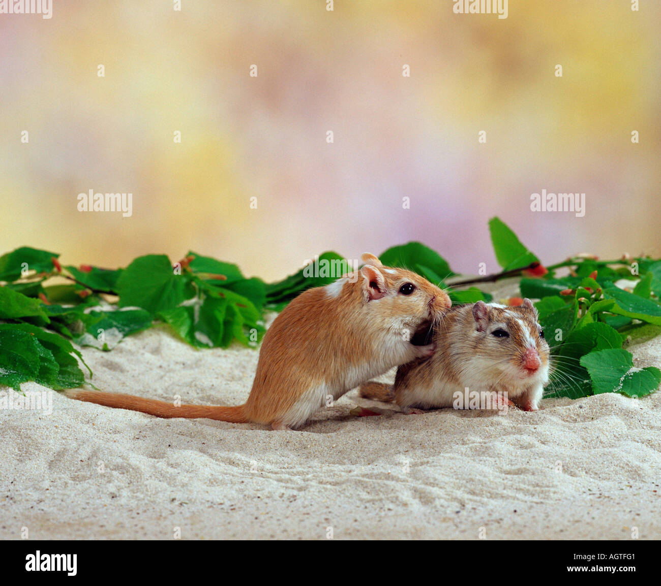 Two pet gerbils hi-res stock photography and images - Alamy