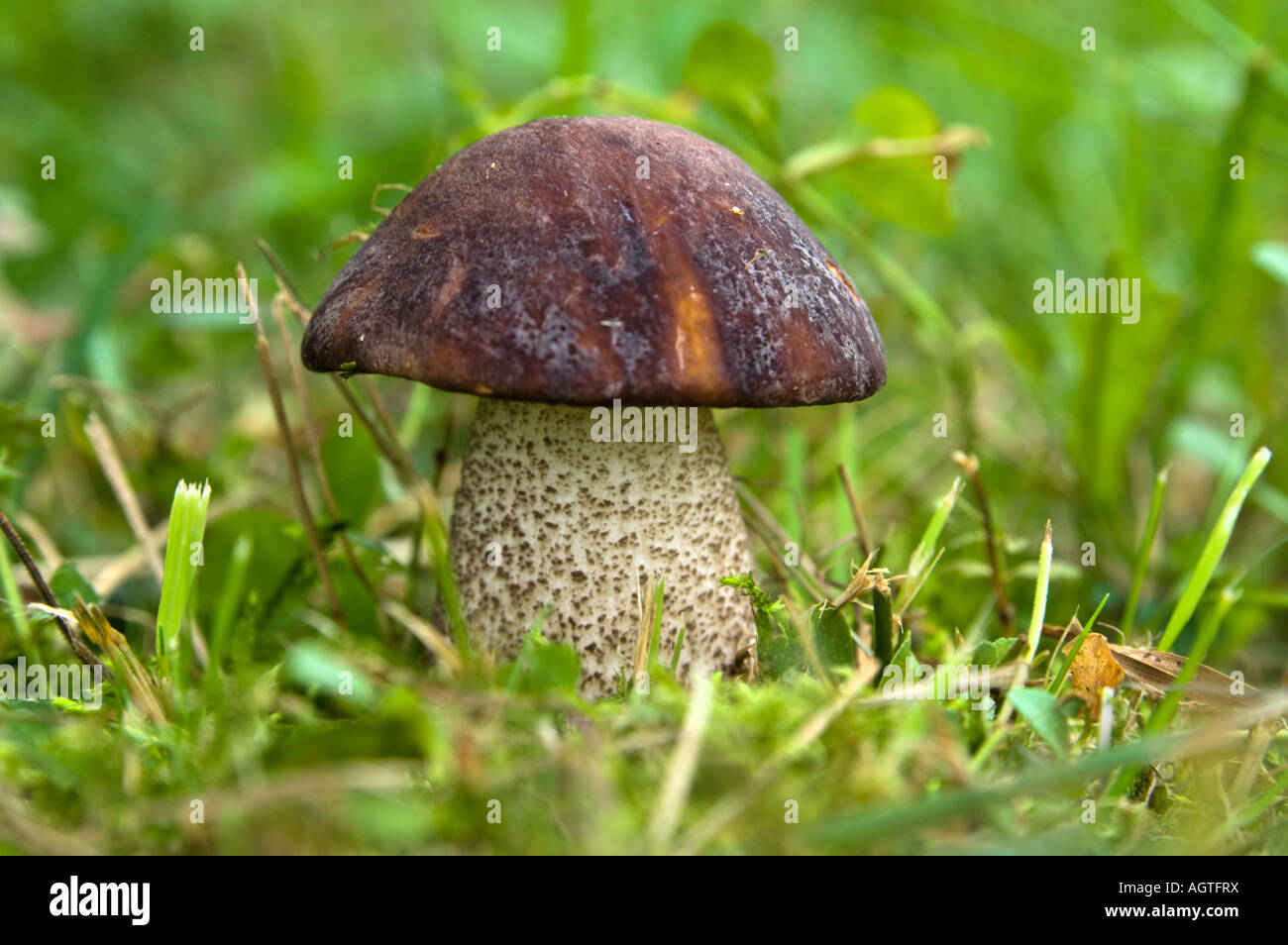 Brown cap bolete hi-res stock photography and images - Alamy