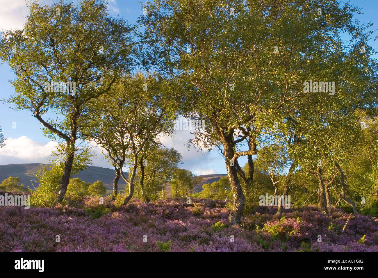 Silver Birch trees and Scottish ling Heather landscape on moors ...