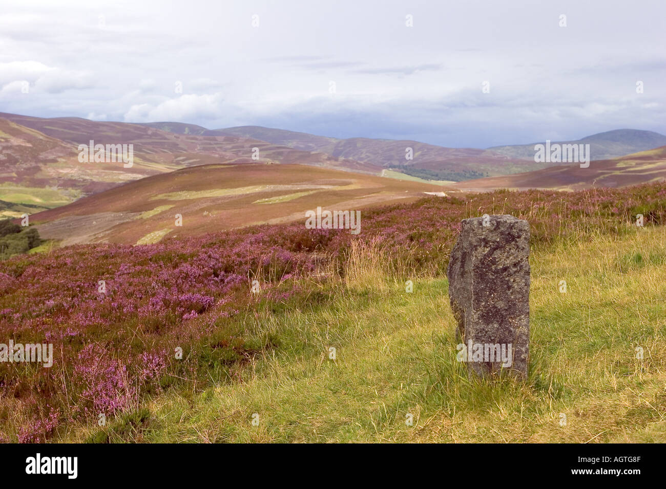 Heather in flower, a blanket of lilac in the Scottish Highlands ...