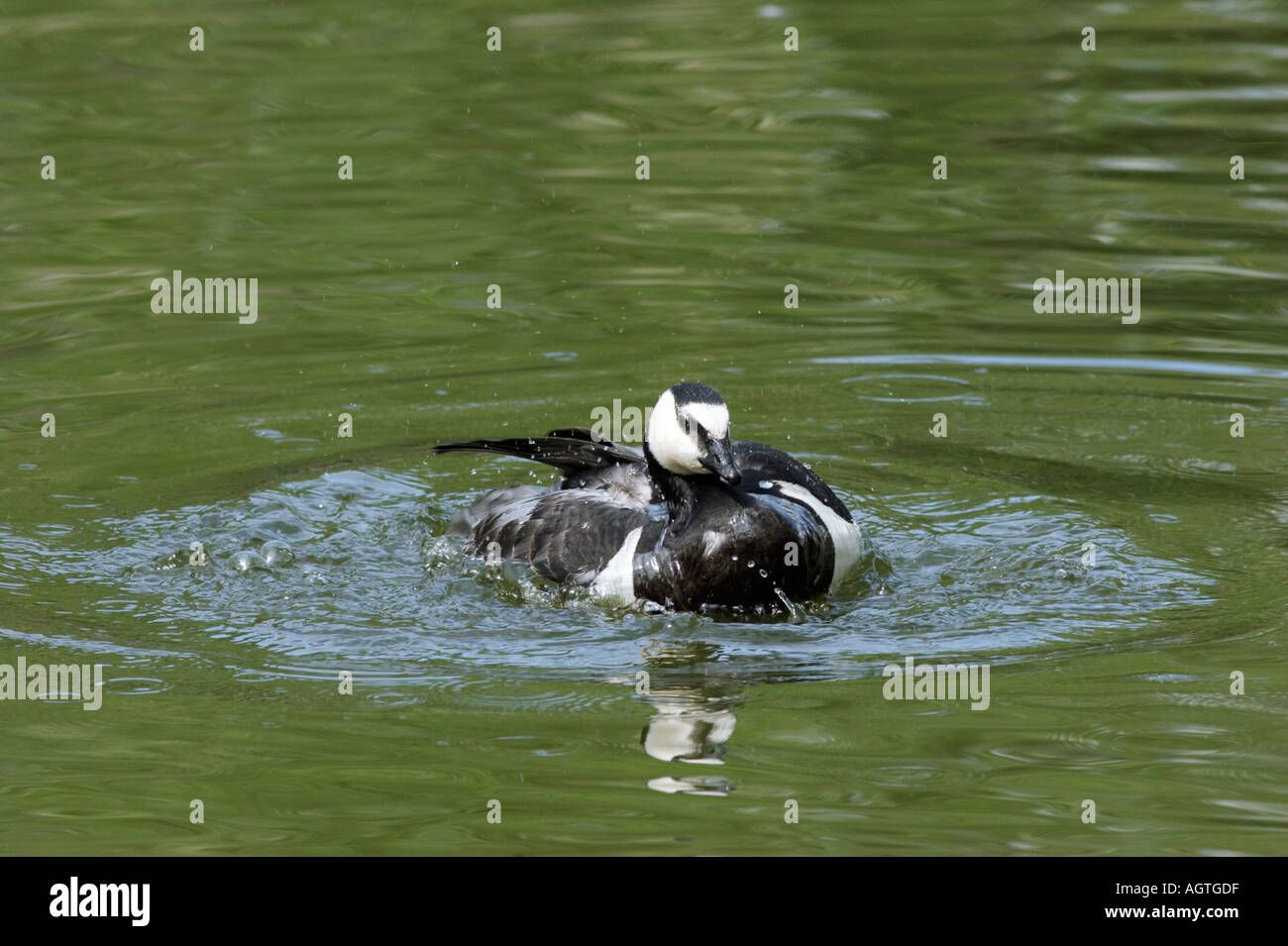Spotted goose hi-res stock photography and images - Alamy