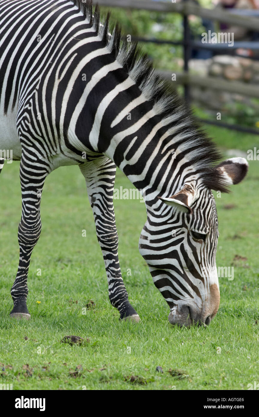Russian zoo hi-res stock photography and images - Alamy