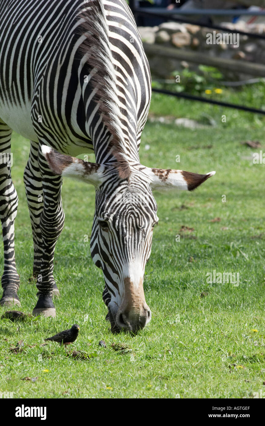 Grazing zebra. Moscow zoo, Russia Stock Photo - Alamy