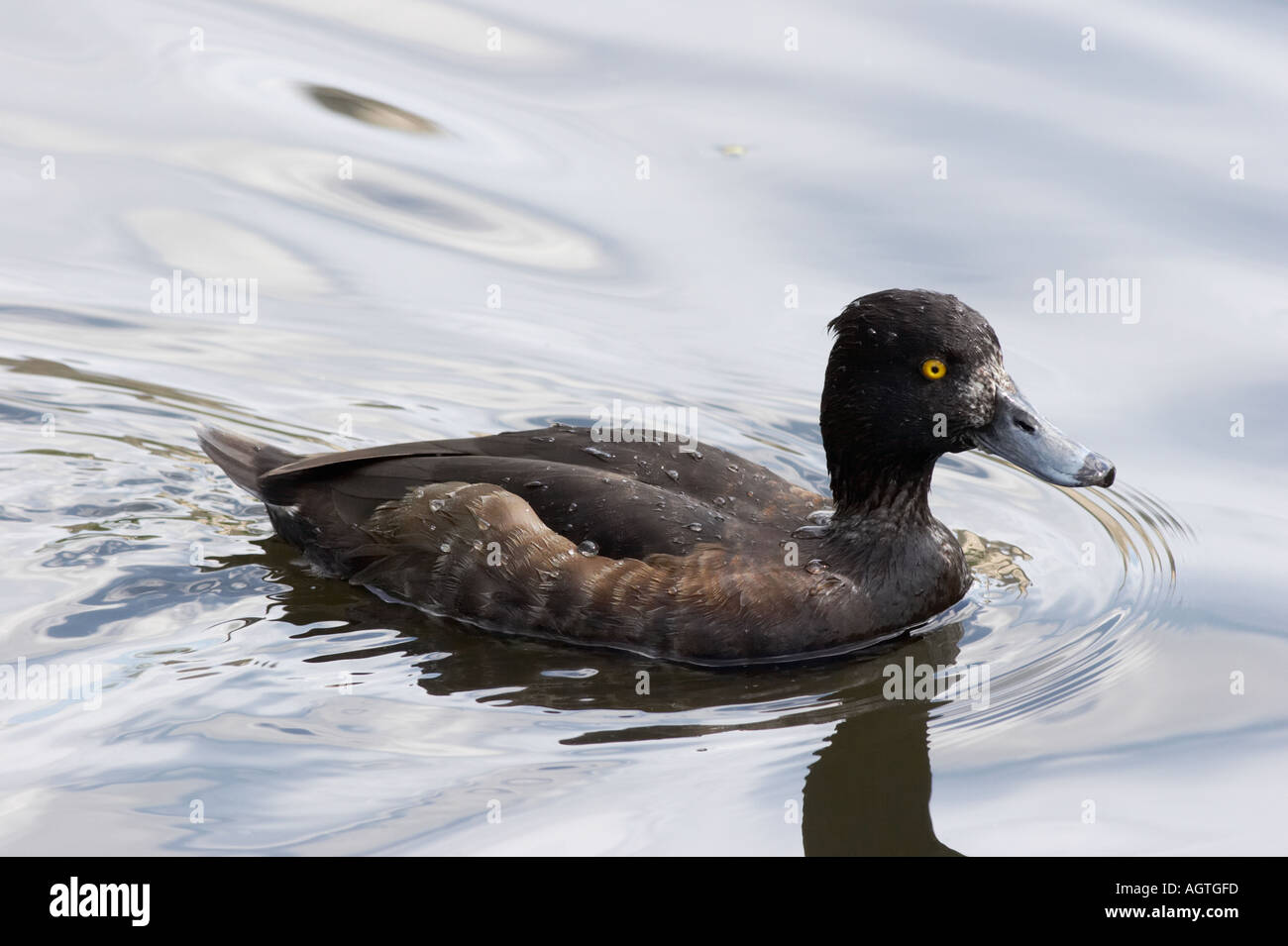 Moscow zoo russia hi-res stock photography and images - Alamy