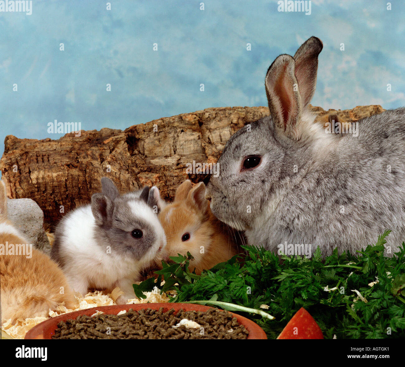 Domestic Rabbit / Dwarf Rabbit Stock Photo - Alamy
