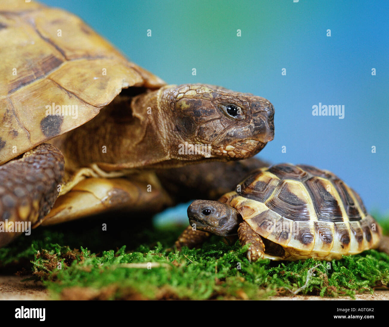 Young hermanns tortoise hi-res stock photography and images - Alamy