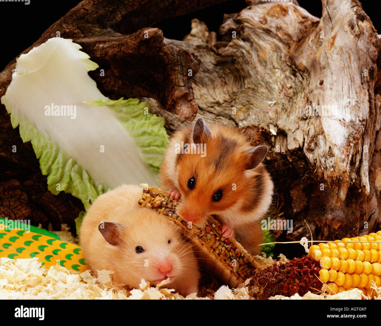 Two hamster eating hi-res stock photography and images - Alamy
