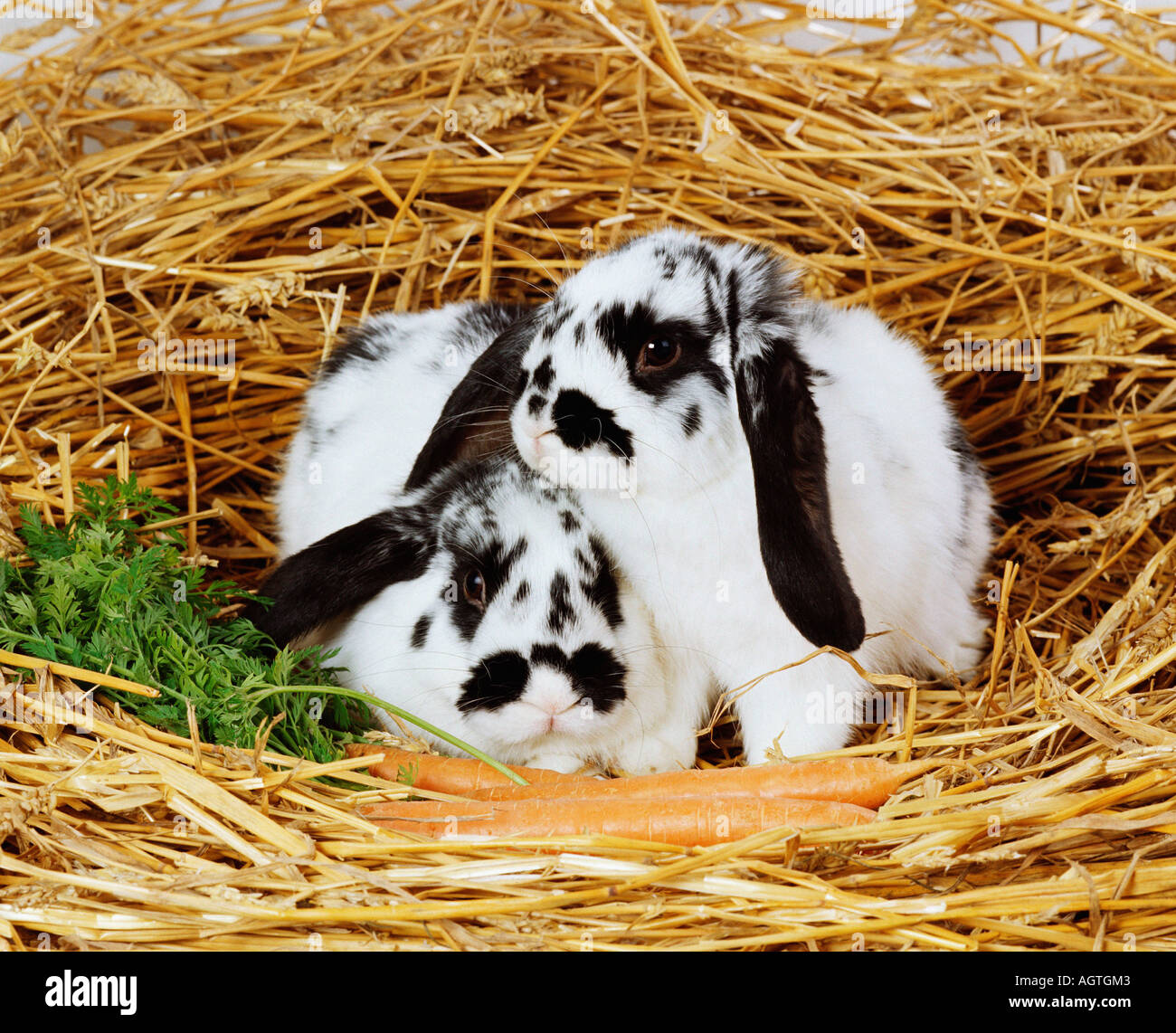 Black white lop eared rabbit hi-res stock photography and images - Alamy