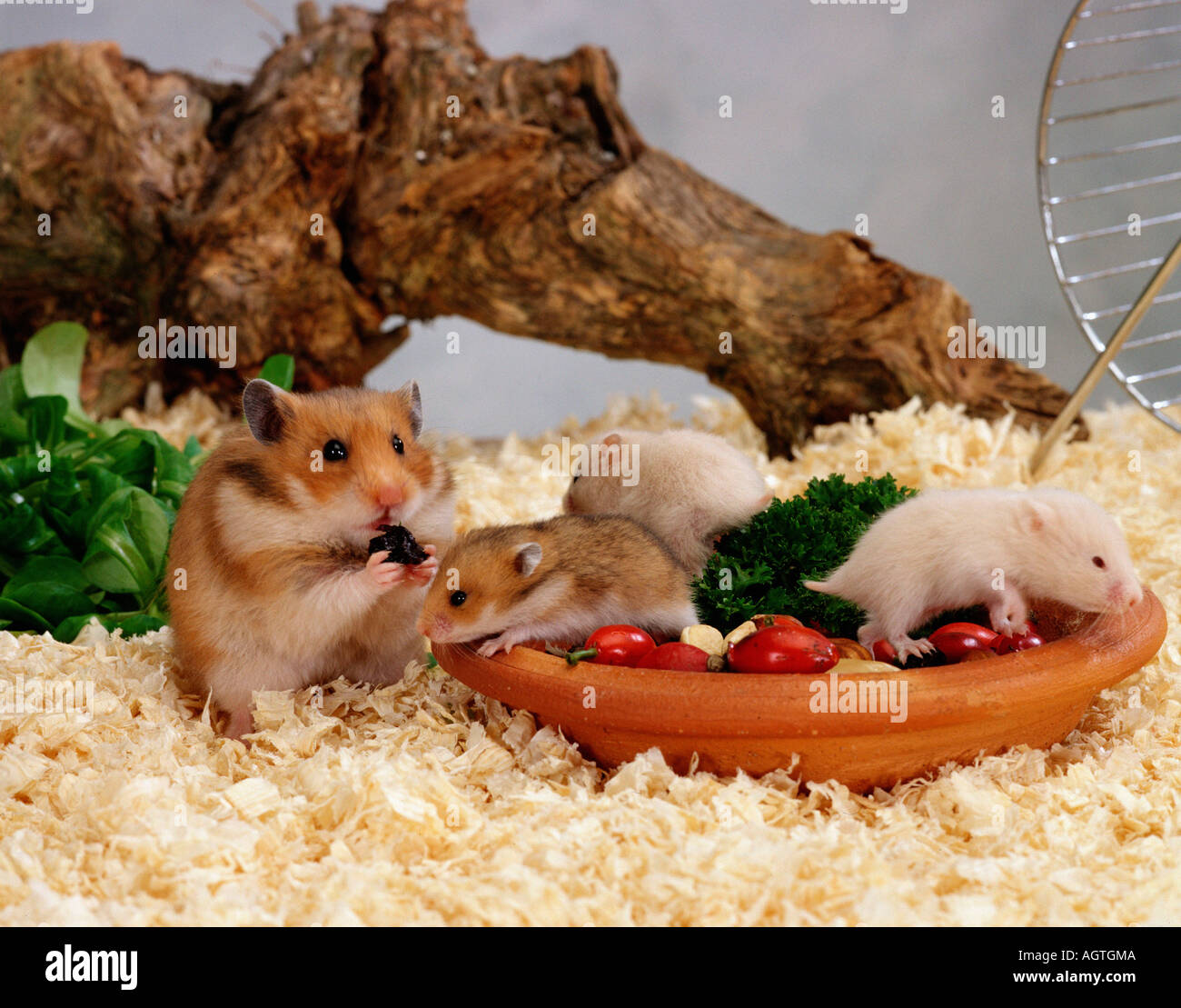 Golden hamster mesocricetus auratus female hi-res stock photography and ...
