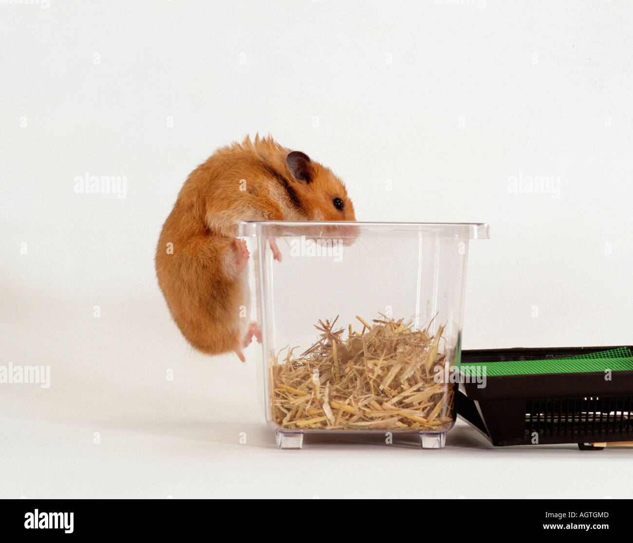 Golden hamster climbing hi-res stock photography and images - Alamy
