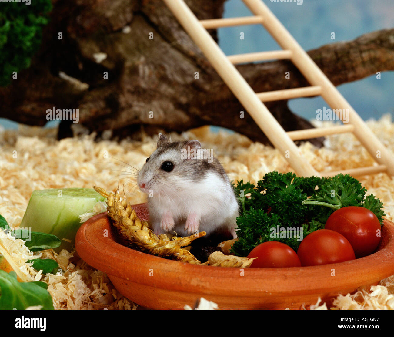 Russian Dwarf Hamster Stock Photo - Alamy