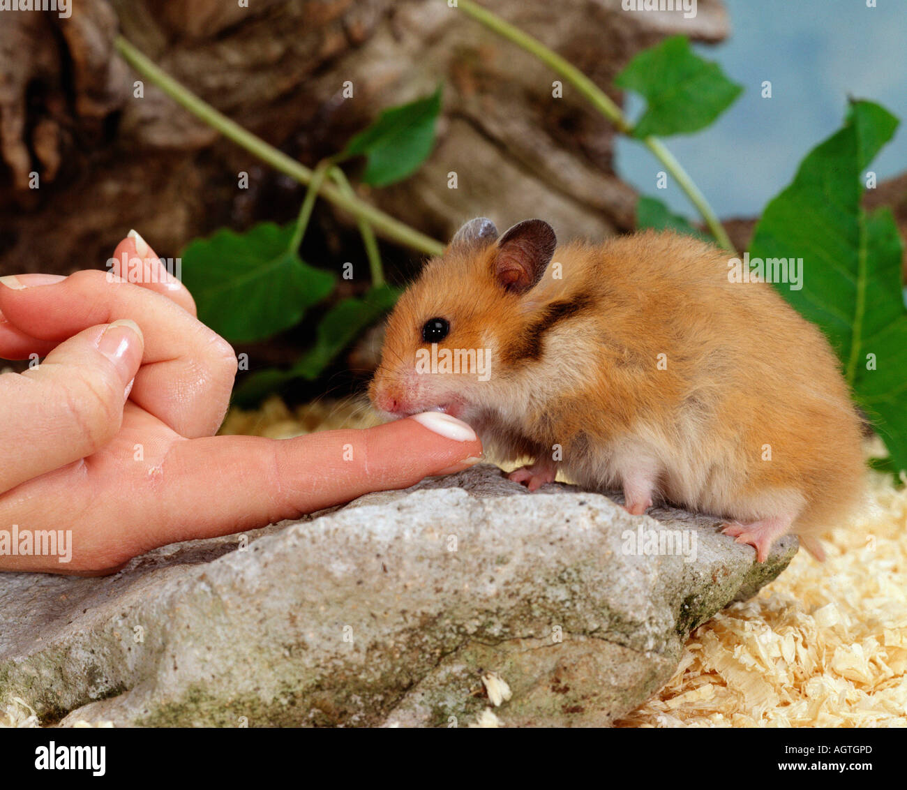 Human hamster hi-res stock photography and images - Alamy