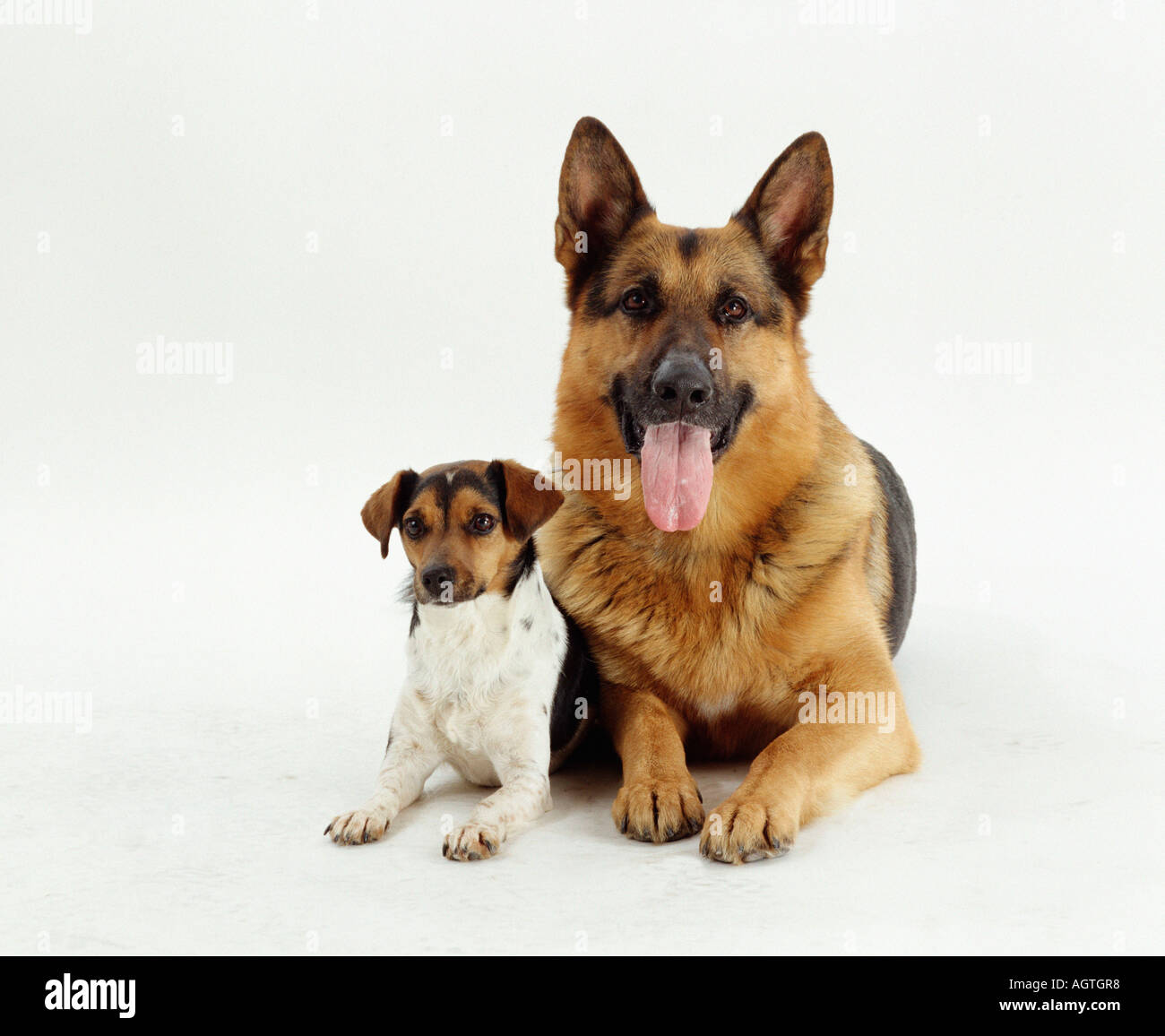 German shepherd dog jack russell hi-res stock photography and images ...