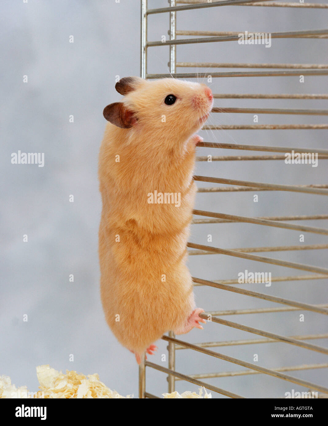 Golden hamster climbing hi-res stock photography and images - Alamy