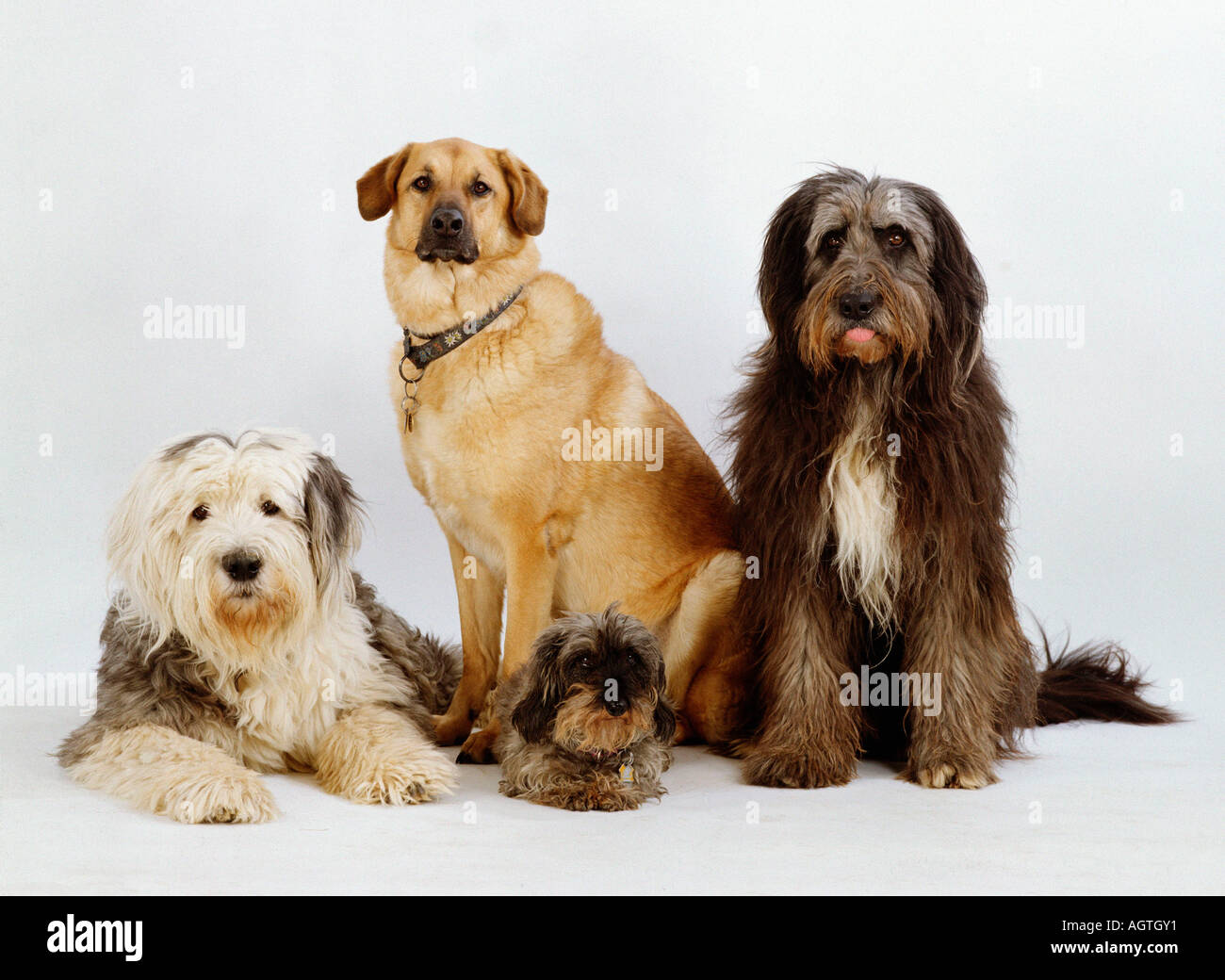 These dogs hi-res stock photography and images - Alamy