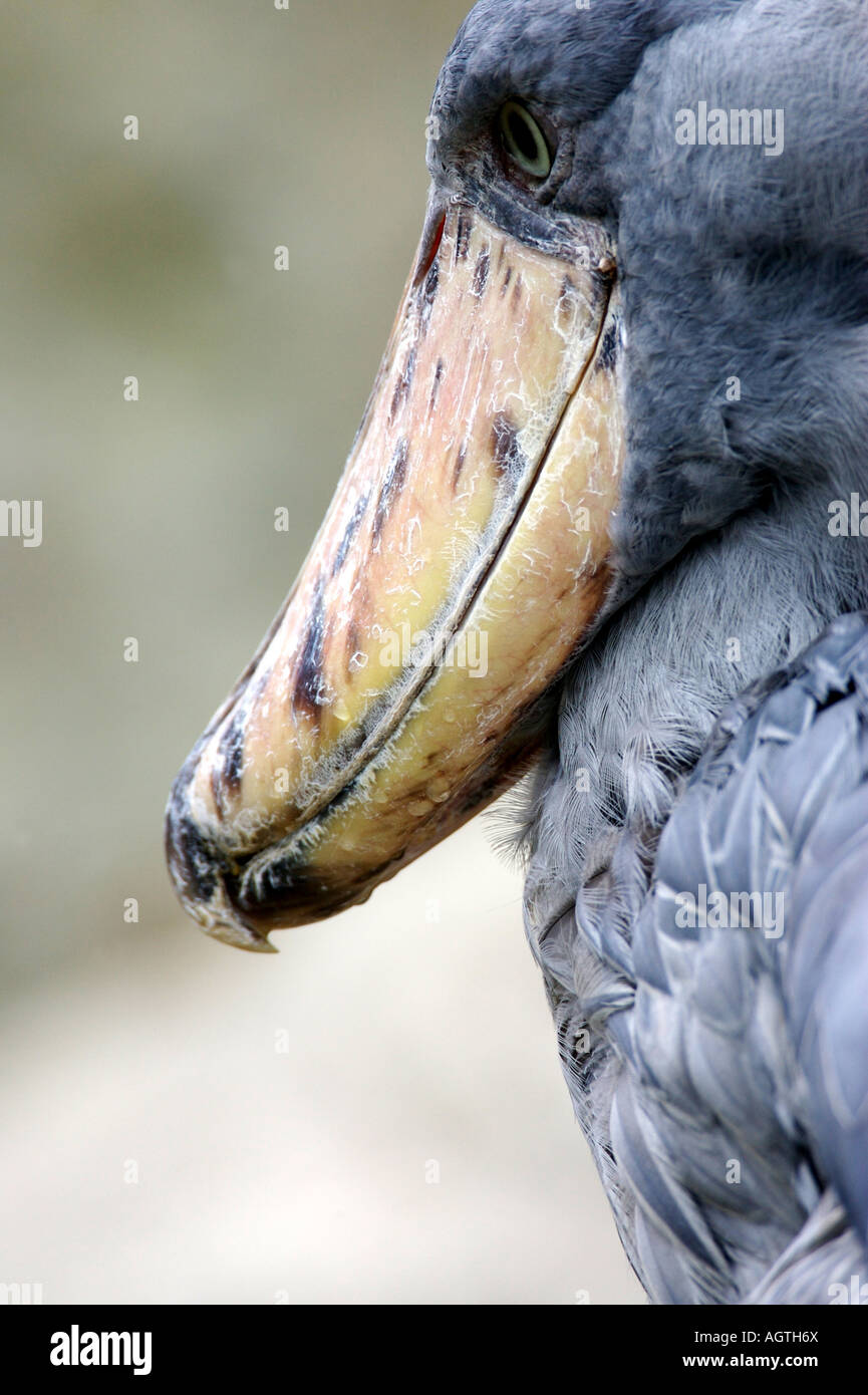 Shoebills hi-res stock photography and images - Alamy