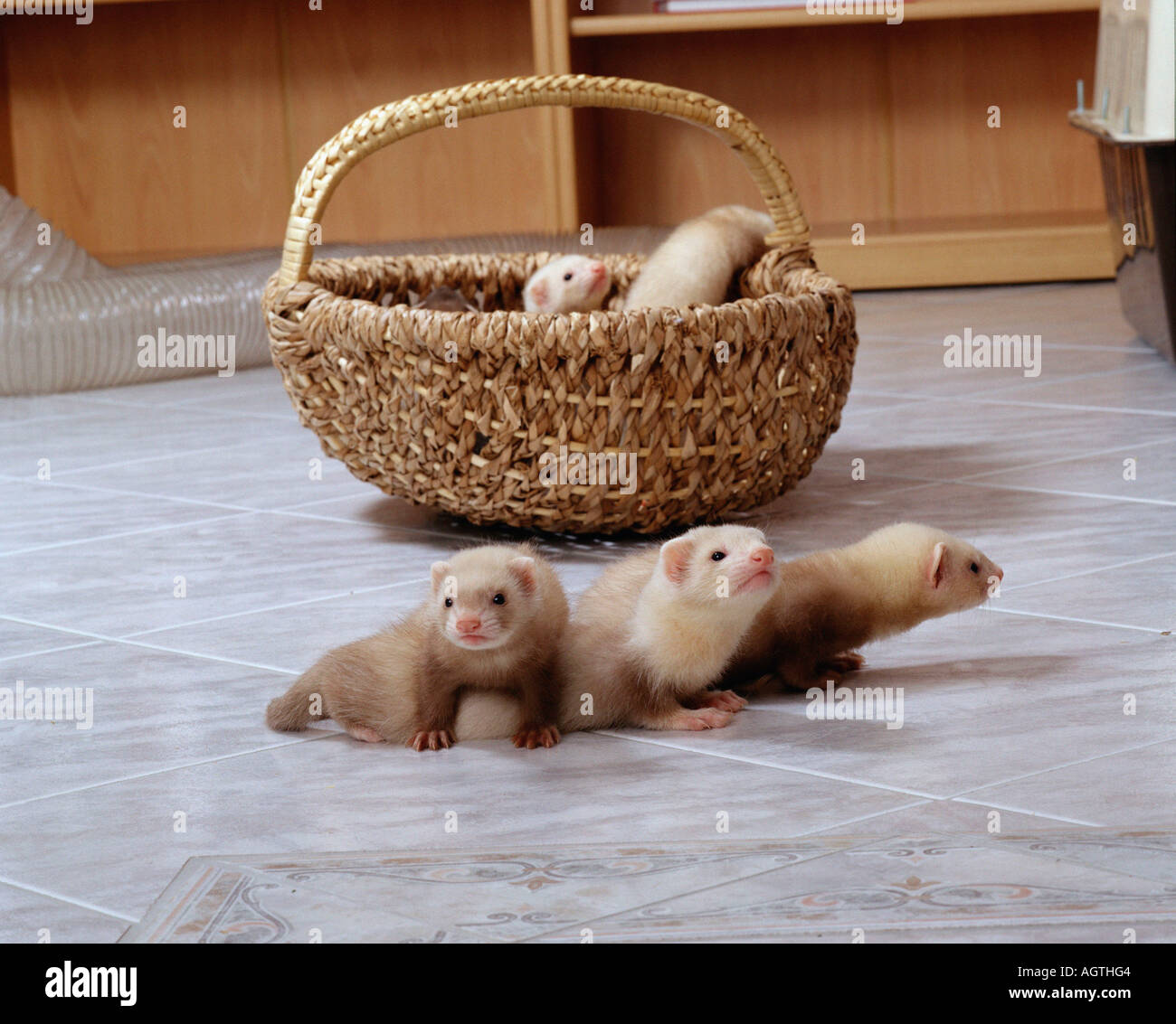 Five ferrets hi-res stock photography and images - Alamy