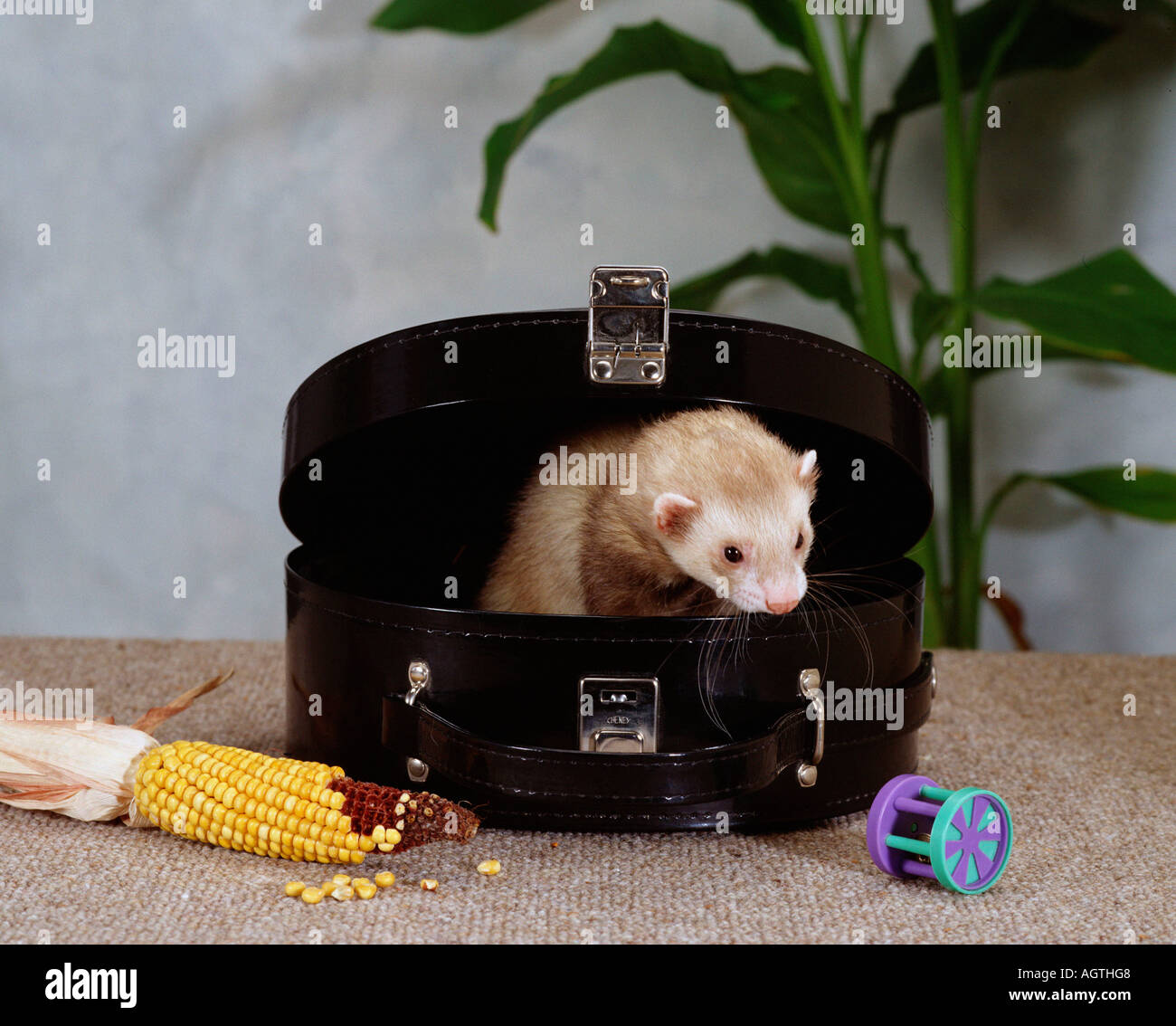 Ferret mustela putorius forma domestica hi-res stock photography and ...