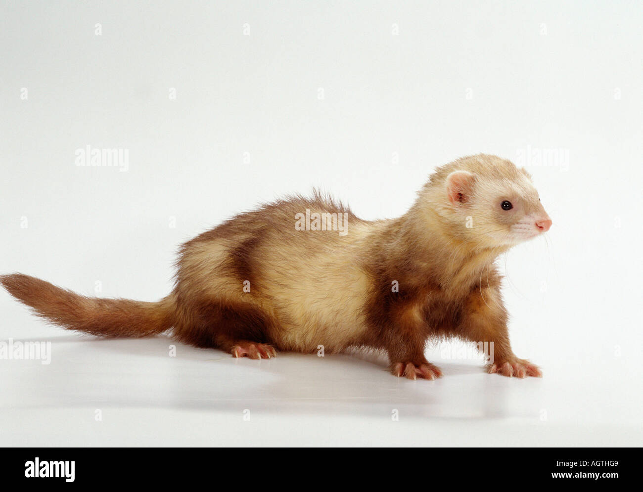 Ferret Cut Out Stock Images & Pictures - Alamy