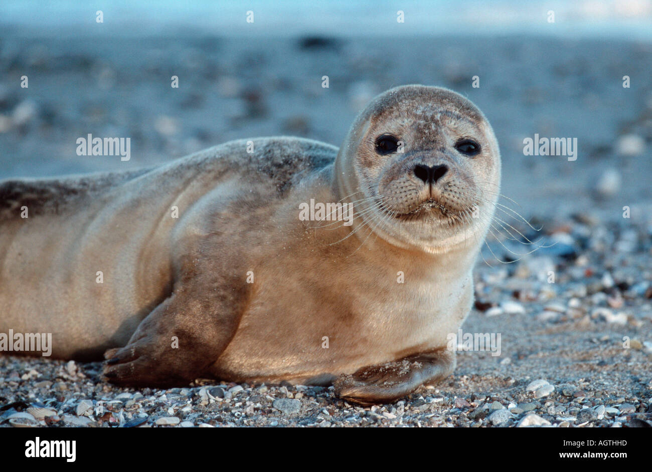Common seal and pup hi-res stock photography and images - Alamy
