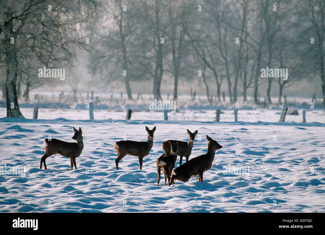 Five deer hi-res stock photography and images - Alamy
