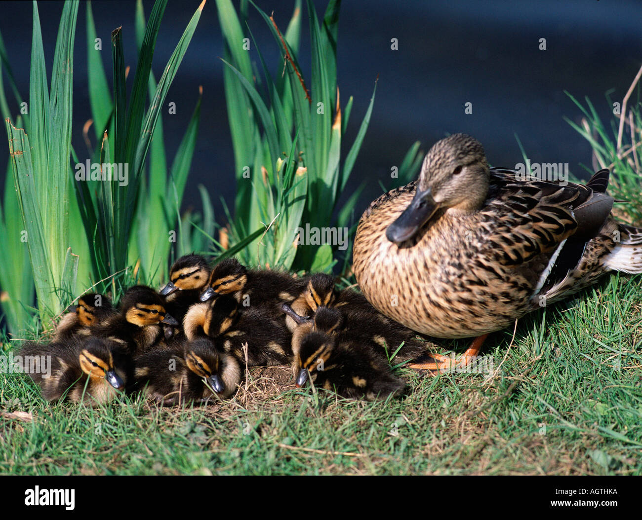 Mallard Family With Nine Ducklings High Resolution Stock Photography ...