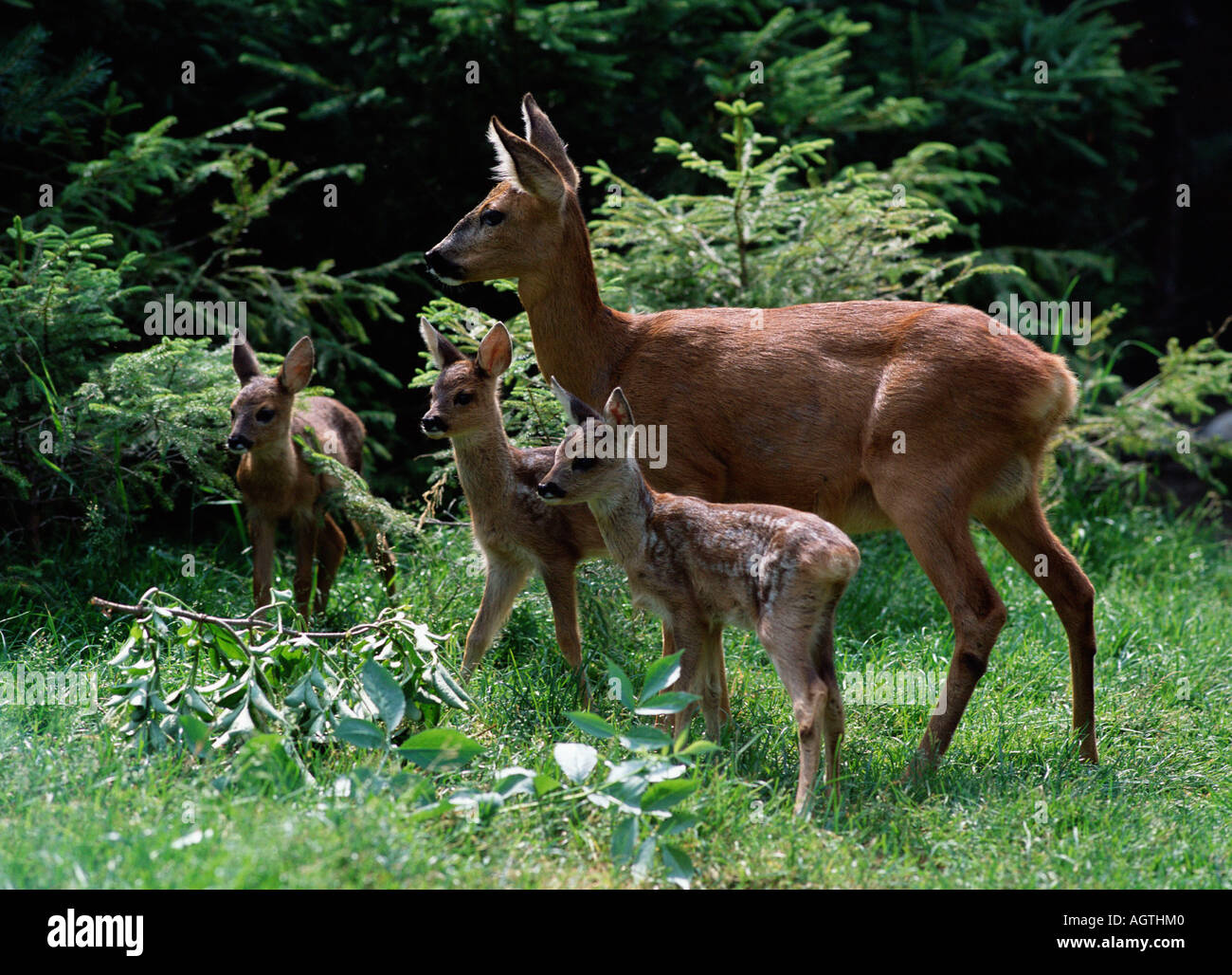 Four roe deer hi-res stock photography and images - Alamy