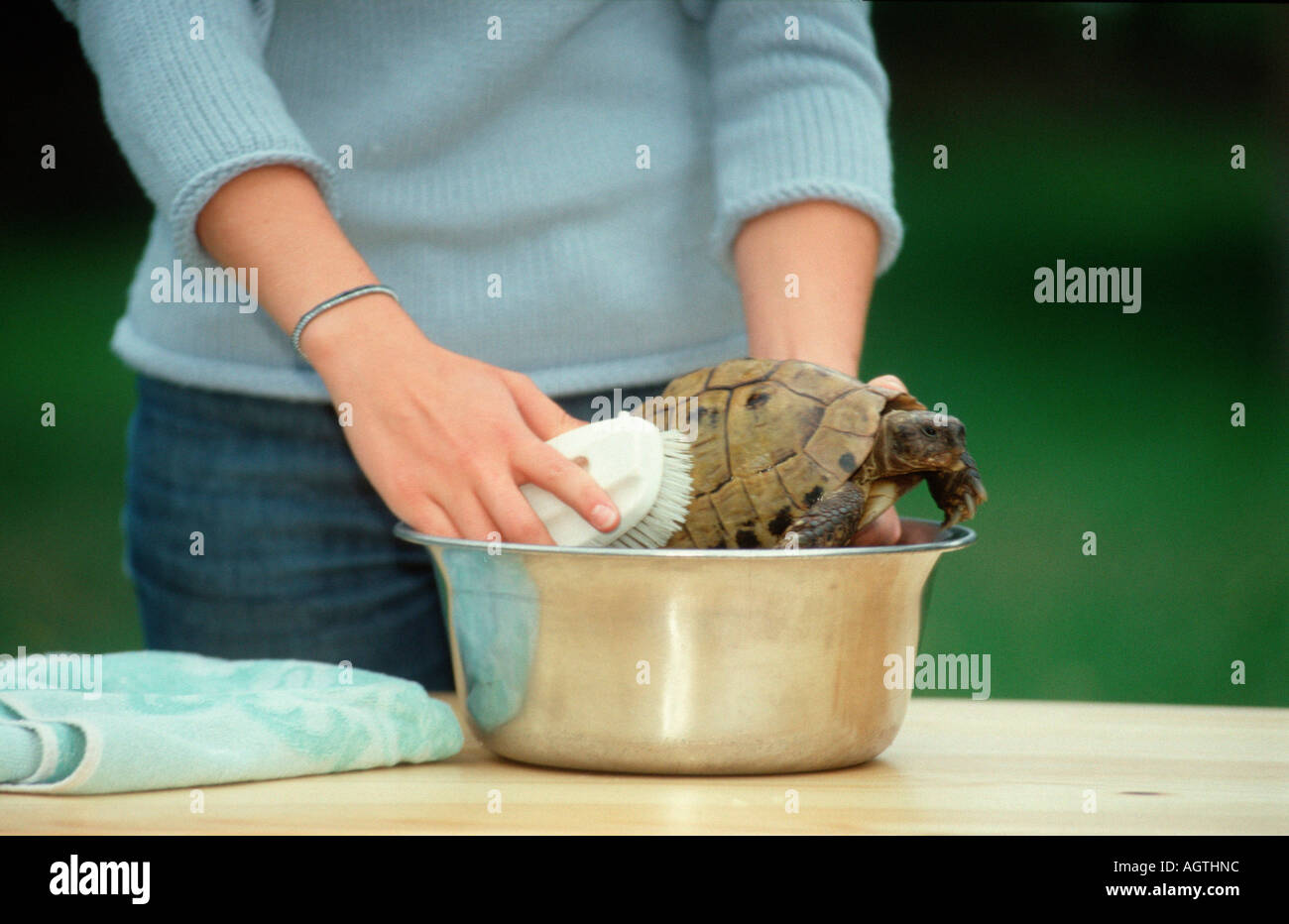 Greek Tortoise / Hermann's Tortoise Stock Photo - Alamy