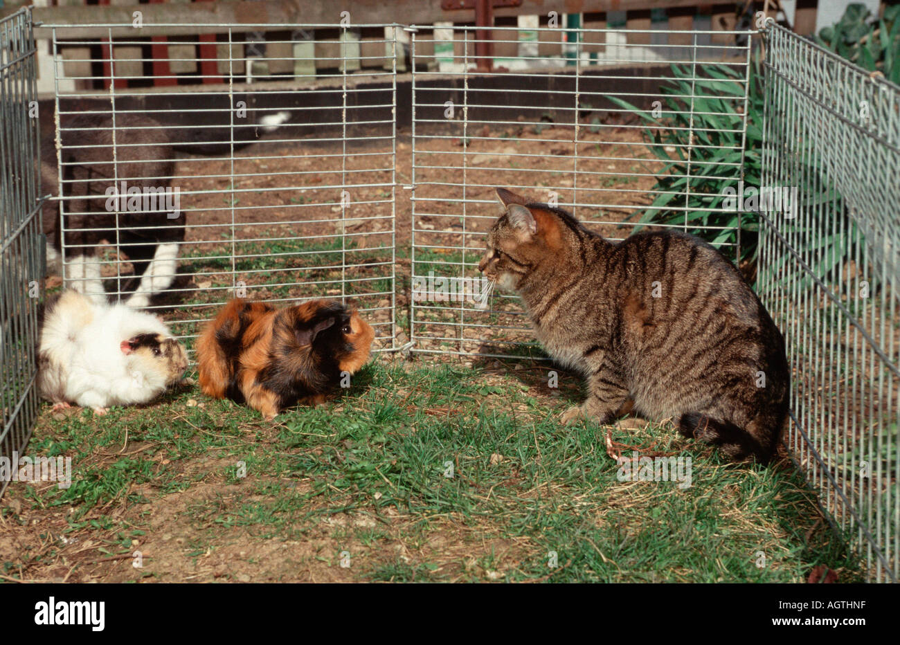 Domestic Cat and Guinea Pig Stock Photo - Alamy