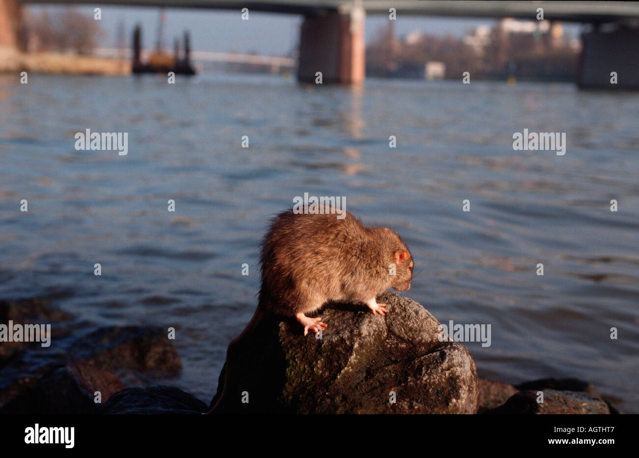 Common rat by river hi-res stock photography and images - Alamy