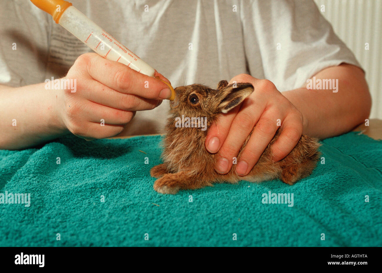 Human hare hi-res stock photography and images - Alamy