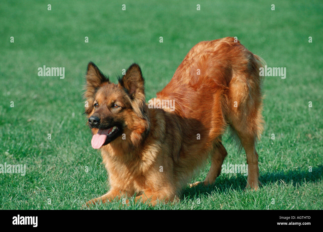 Old German Shepherd Stock Photo - Alamy