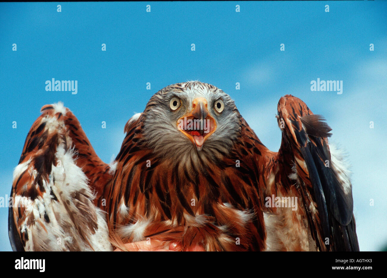 Portrait format red kite hi-res stock photography and images - Alamy