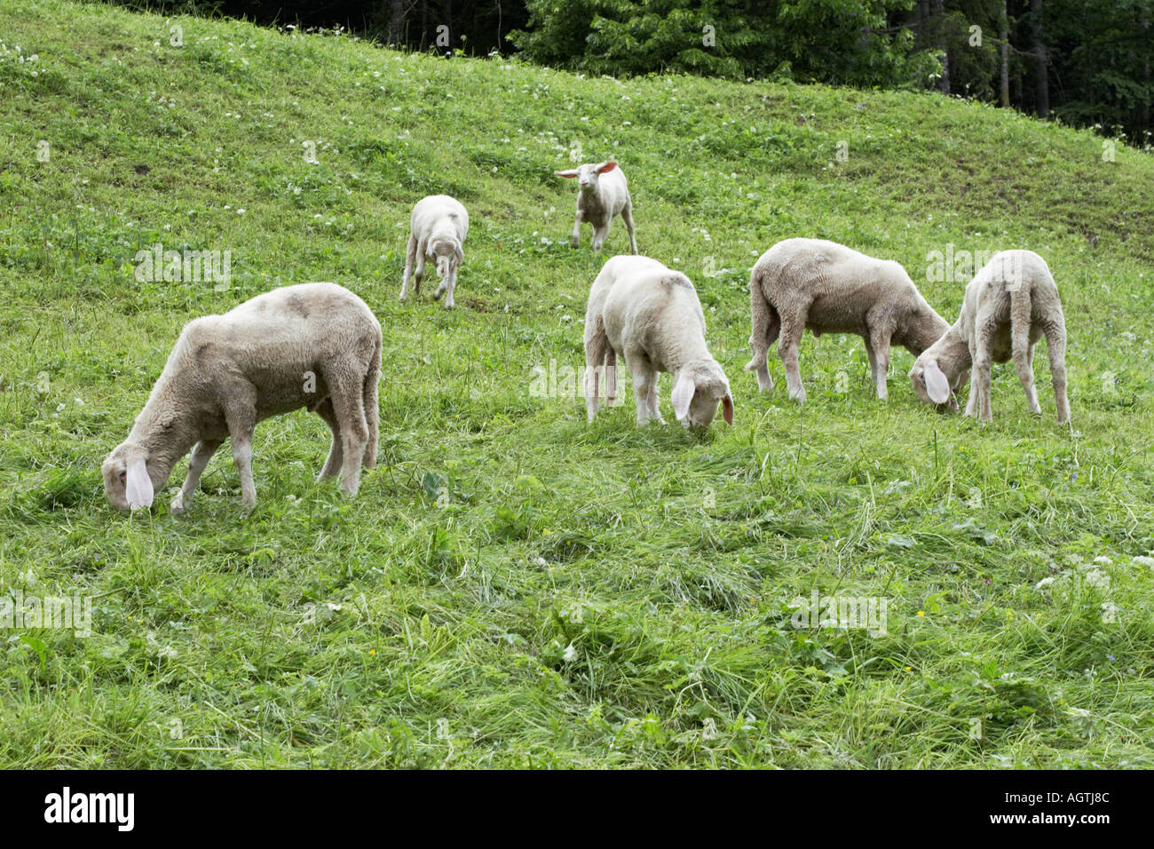 Sheep grazing grass domestic hi-res stock photography and images - Alamy
