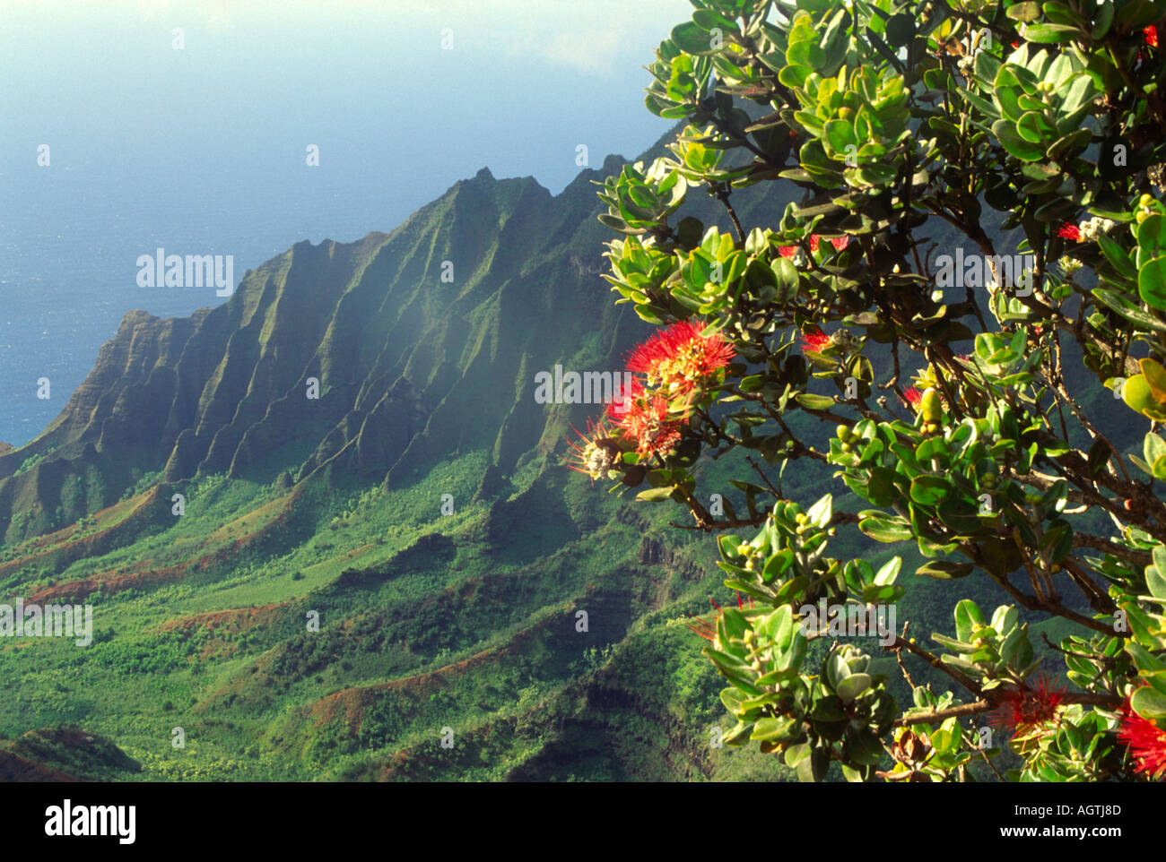 Ohia Tree High Resolution Stock Photography and Images - Alamy