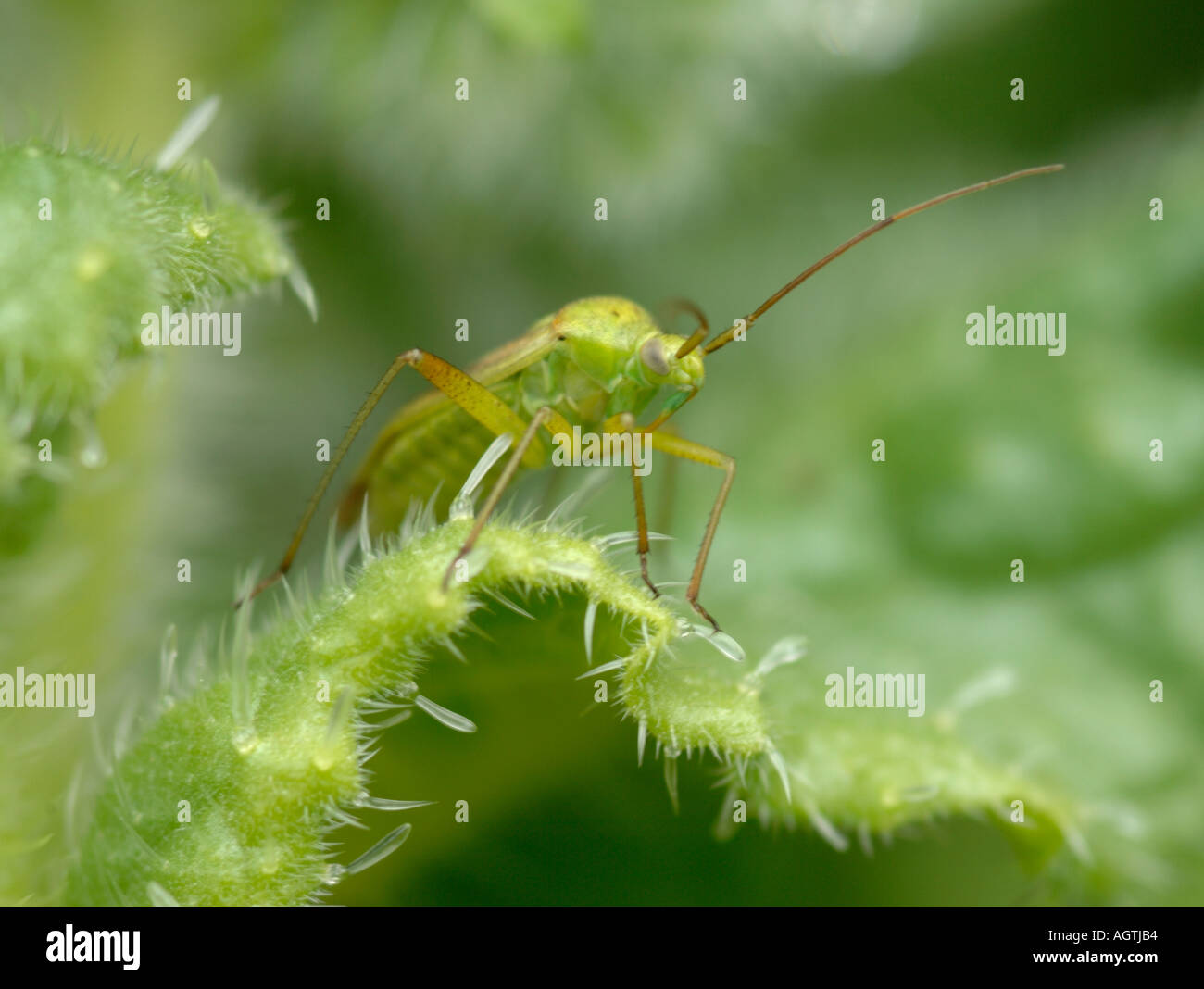 Common Green Capsid Lygocoris pabulinus side view on a hairy plant ...