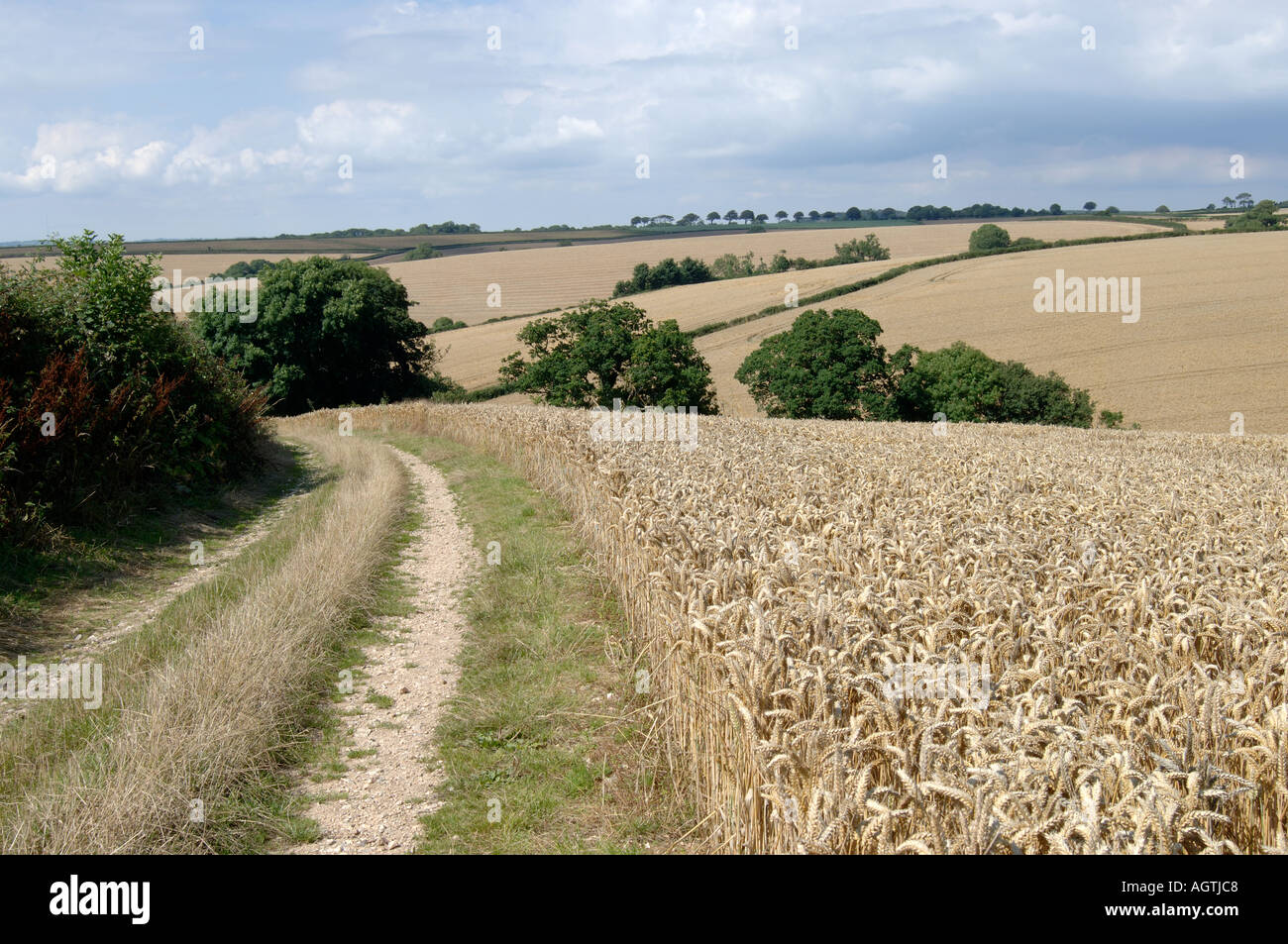 Farm track hedgerow running alongside ripe wheat crop Stock Photo - Alamy