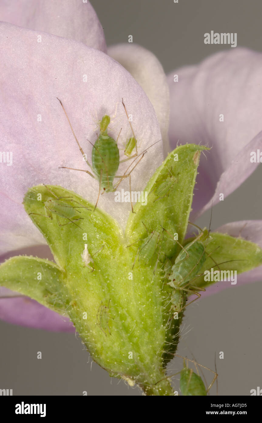 Pea aphid Acyrthosiphon pisum on sweet pea flower Stock Photo - Alamy