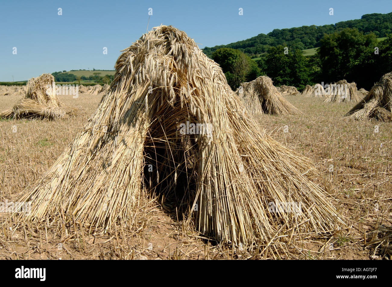 Sheaves of wheat hi-res stock photography and images - Alamy