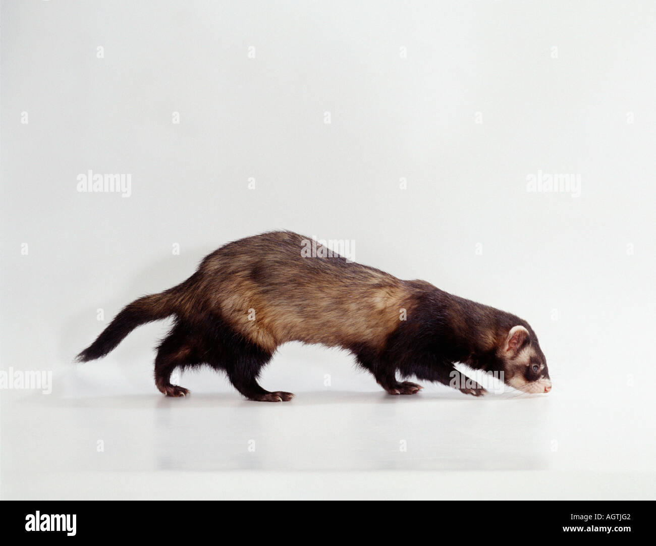 Ferret cut out hi-res stock photography and images - Alamy