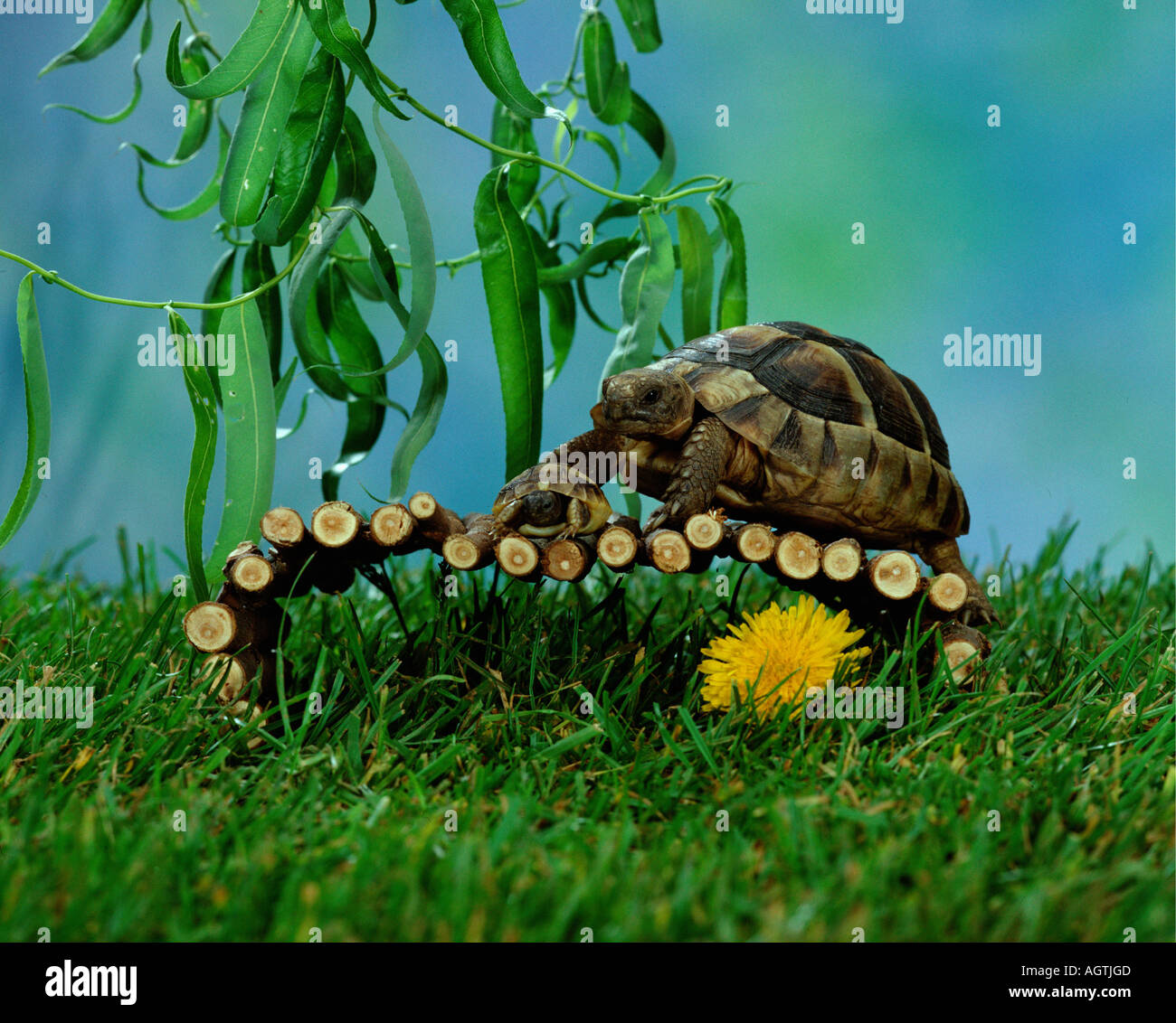 Young hermanns tortoise hi-res stock photography and images - Alamy