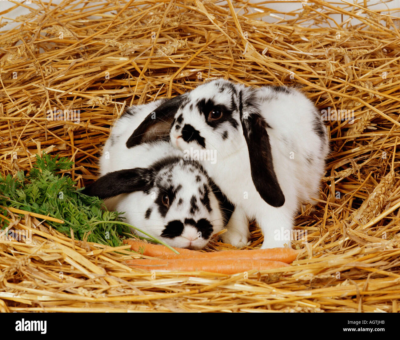 Black white lop eared rabbit hi-res stock photography and images - Alamy