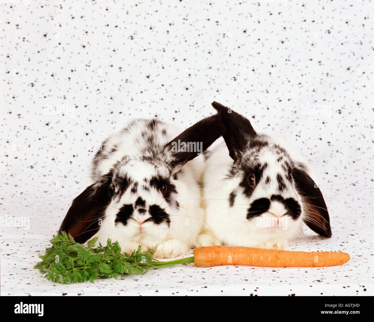 Black white lop eared rabbit hi-res stock photography and images - Alamy