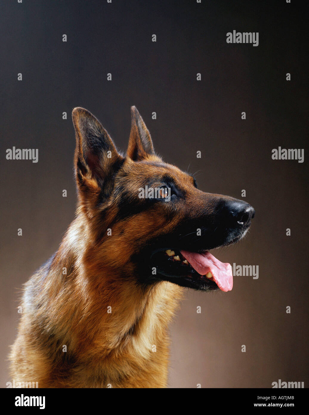German Shepherd / Alsatian Stock Photo - Alamy