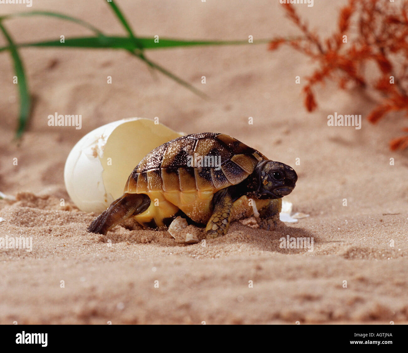 Tortoise hatching egg hi-res stock photography and images - Alamy