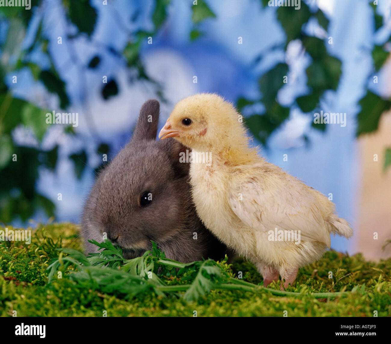 Domestic Fowl and Rabbit Stock Photo - Alamy